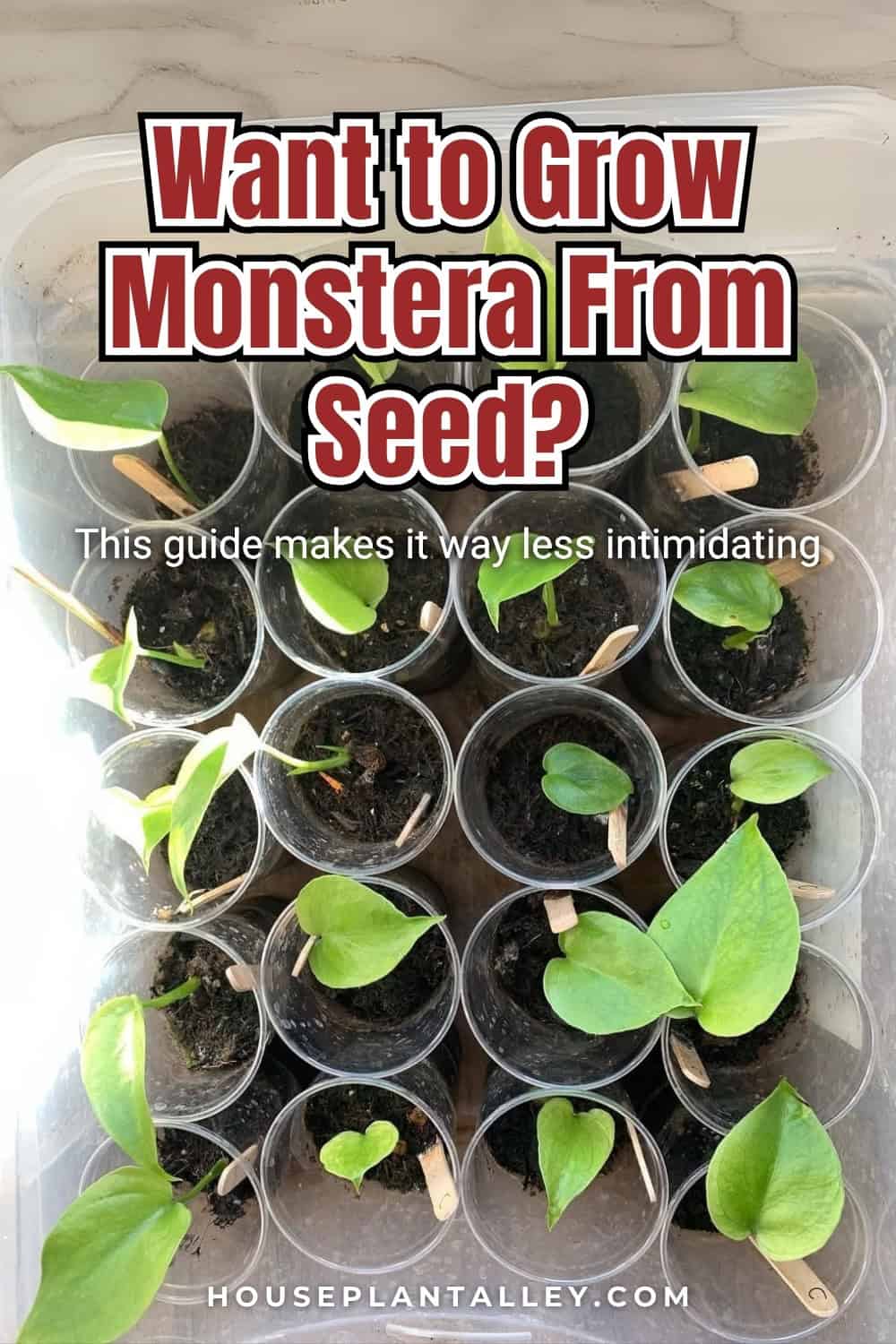 How To Grow Monstera From Seed | Houseplant Alley