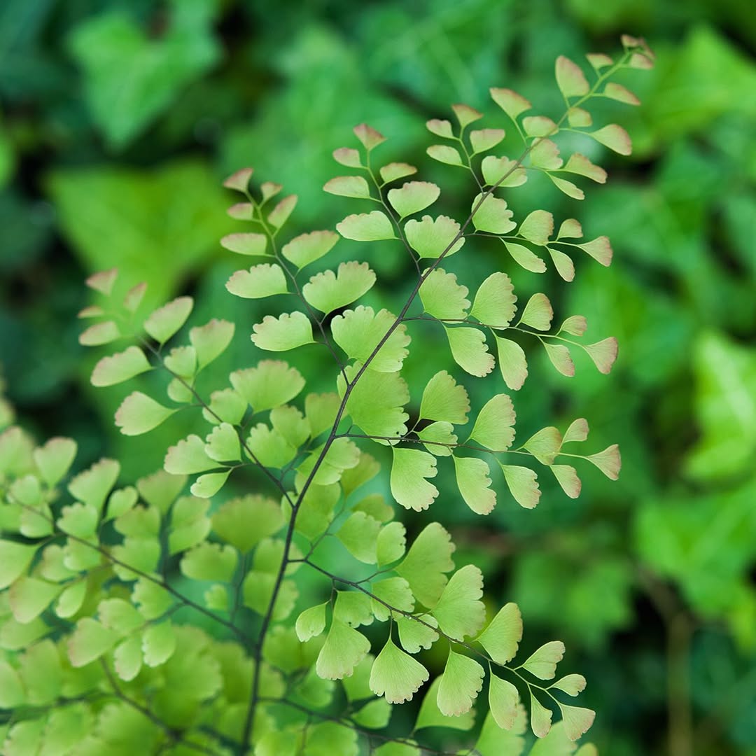 51 Types of Maidenhair Ferns (Adiantum) and Their Unique Traits ...