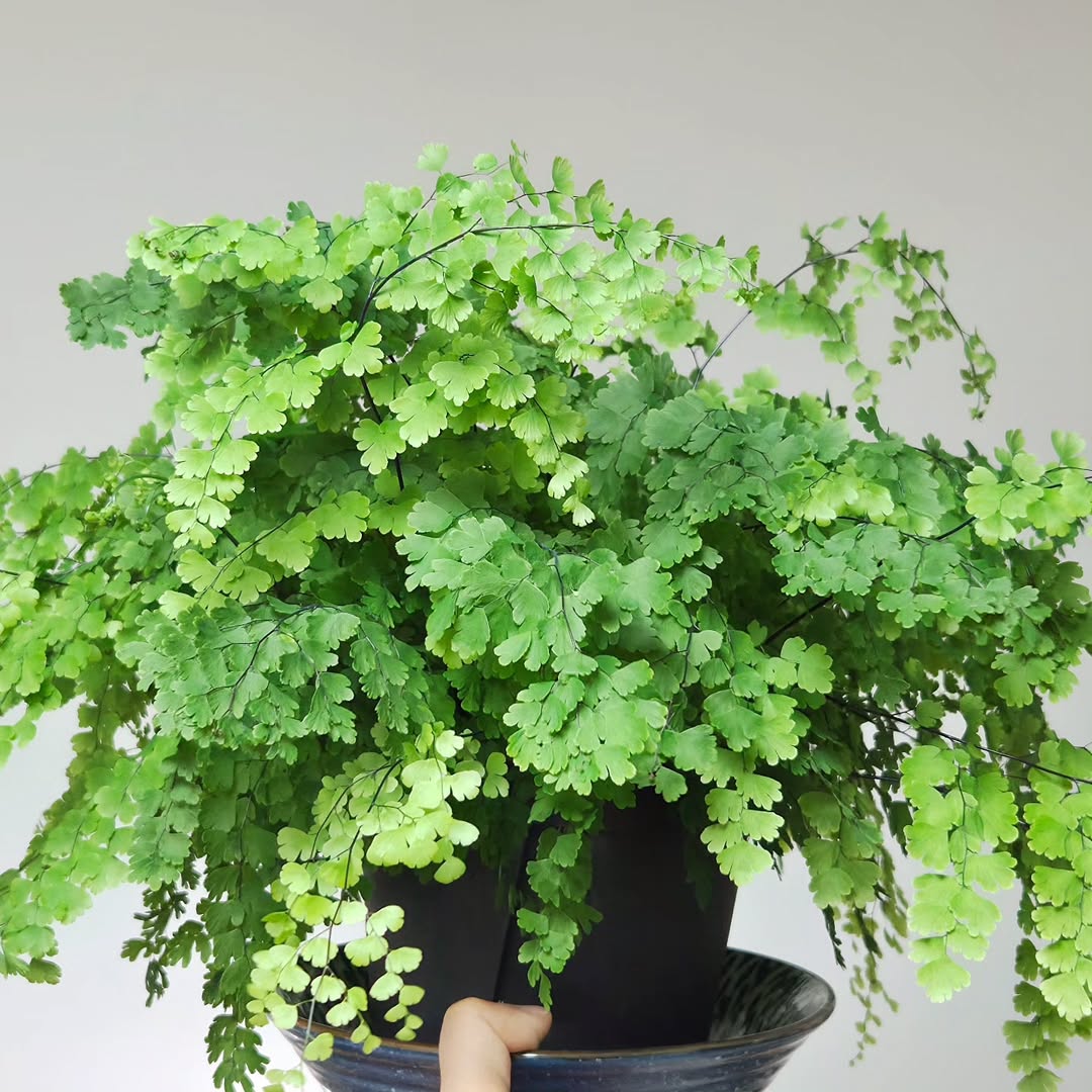 51 Types of Maidenhair Ferns (Adiantum) and Their Unique Traits ...