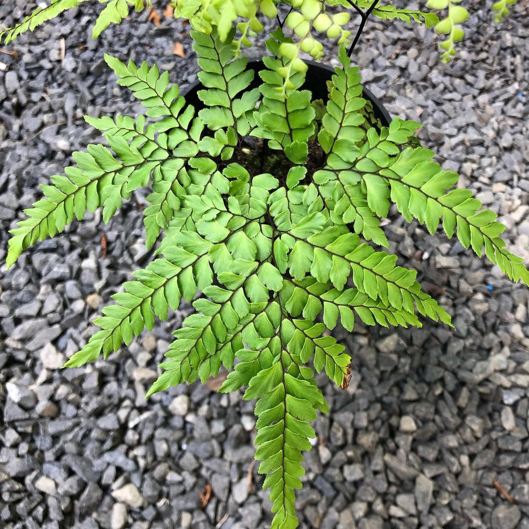 51 Types of Maidenhair Ferns (Adiantum) and Their Unique Traits ...
