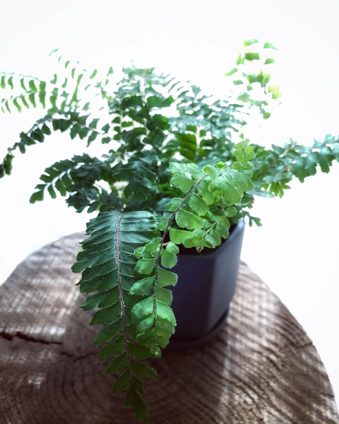 51 Types of Maidenhair Ferns (Adiantum) and Their Unique Traits ...