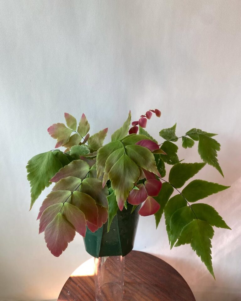 51 Types of Maidenhair Ferns (Adiantum) and Their Unique Traits ...