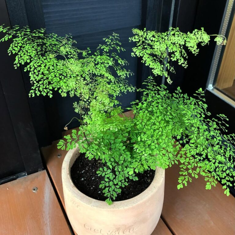 51 Types of Maidenhair Ferns (Adiantum) and Their Unique Traits ...