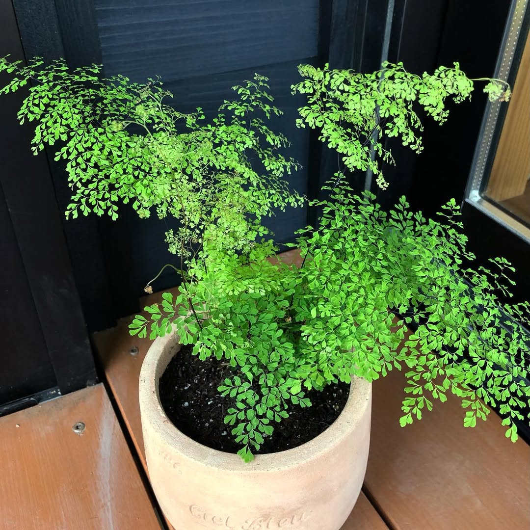 51 Types of Maidenhair Ferns (Adiantum) and Their Unique Traits ...