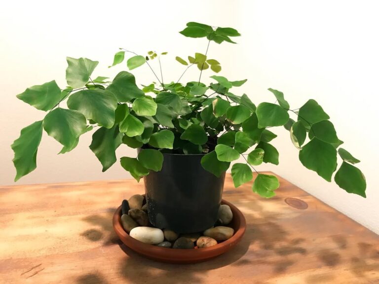 51 Types of Maidenhair Ferns (Adiantum) and Their Unique Traits ...