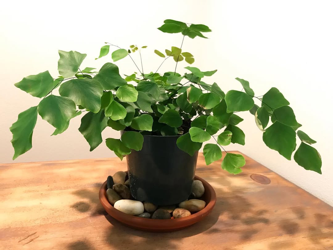 51 Types of Maidenhair Ferns (Adiantum) and Their Unique Traits ...