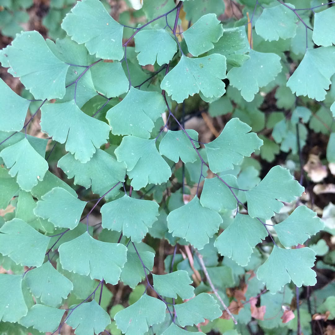 51 Types of Maidenhair Ferns (Adiantum) and Their Unique Traits ...