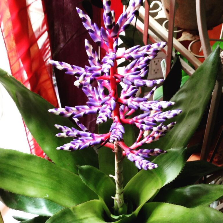 20 Most Popular Bromeliad Varieties for Indoors | Houseplant Alley