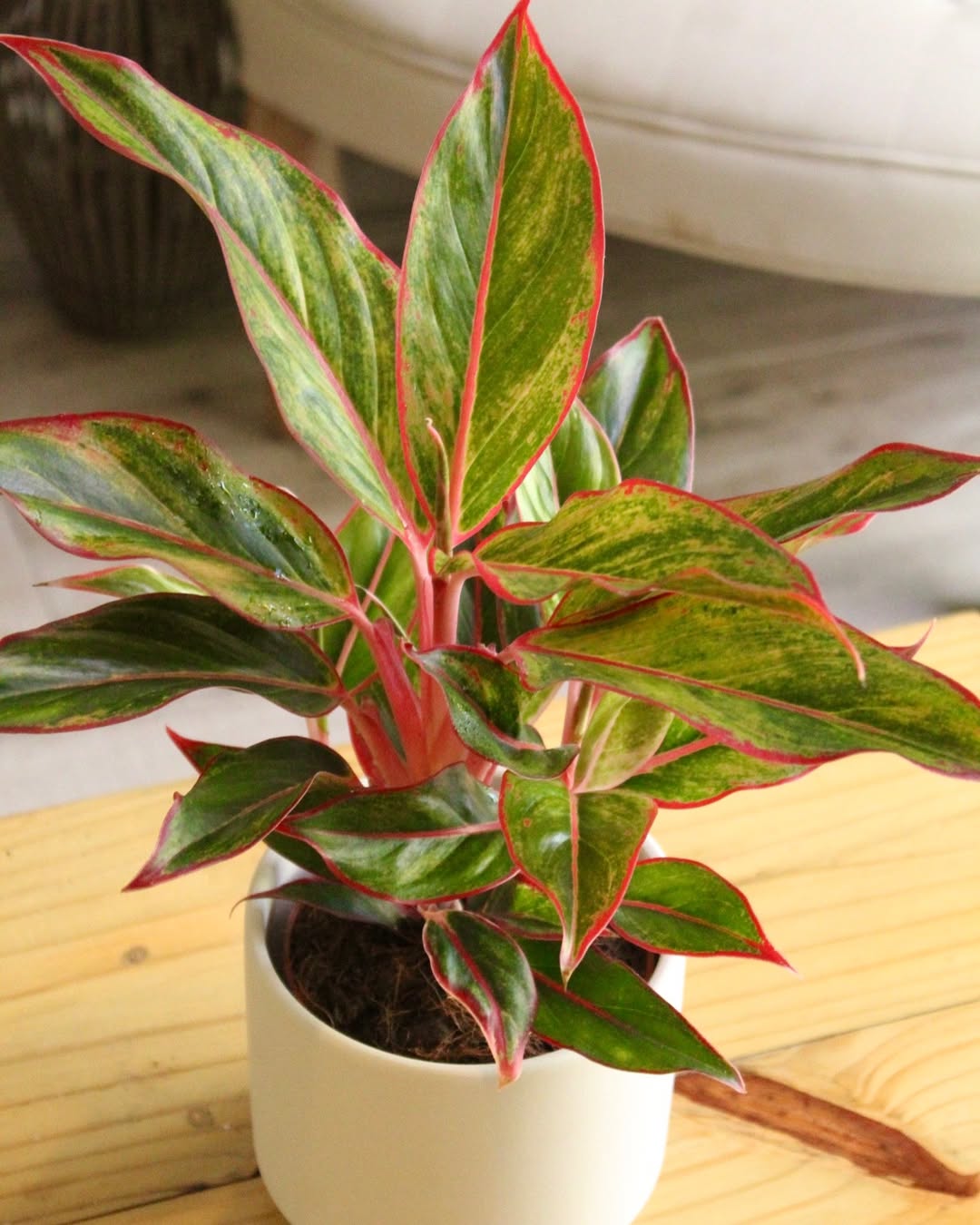 55 Aglaonema Varieties (Chinese Evergreen Ultimate Guide) | Houseplant ...