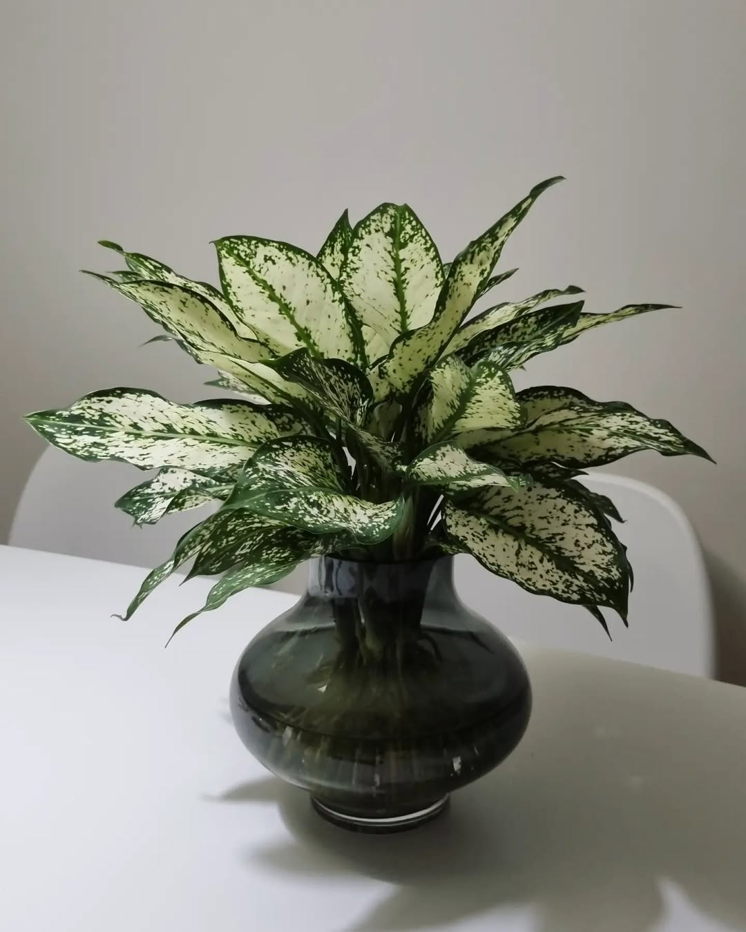 55 Aglaonema Varieties (Chinese Evergreen Ultimate Guide) | Houseplant ...
