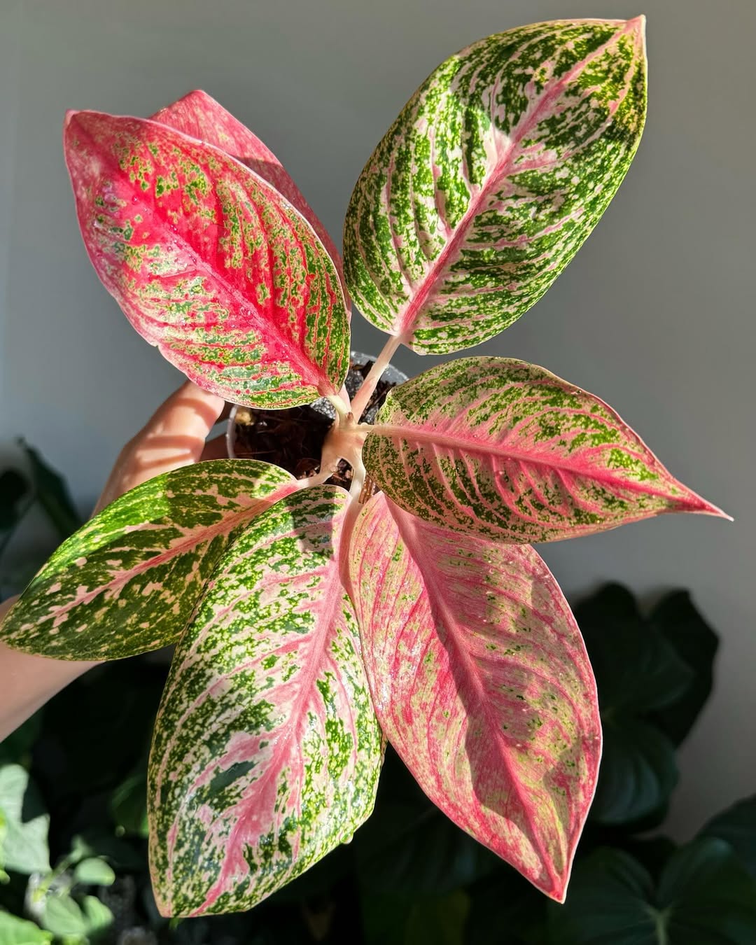 55 Aglaonema Varieties (Chinese Evergreen Ultimate Guide) | Houseplant ...