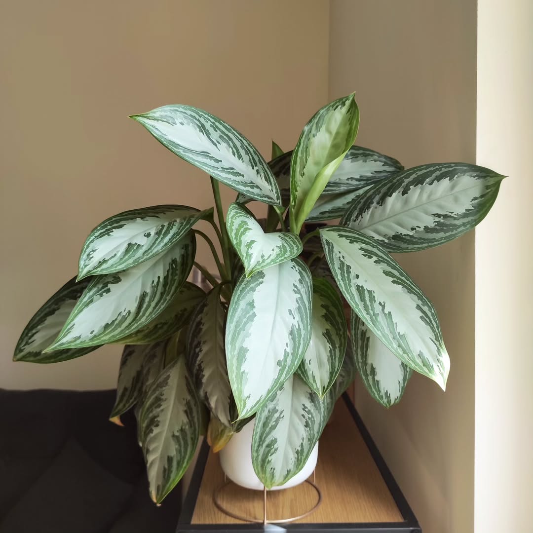55 Aglaonema Varieties (Chinese Evergreen Ultimate Guide) | Houseplant ...