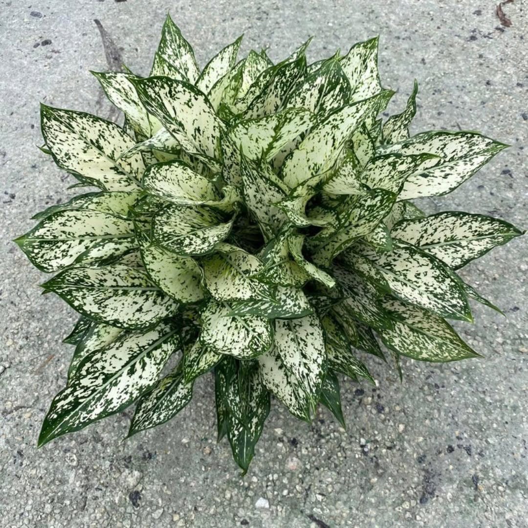 55 Aglaonema Varieties (Chinese Evergreen Ultimate Guide) | Houseplant ...