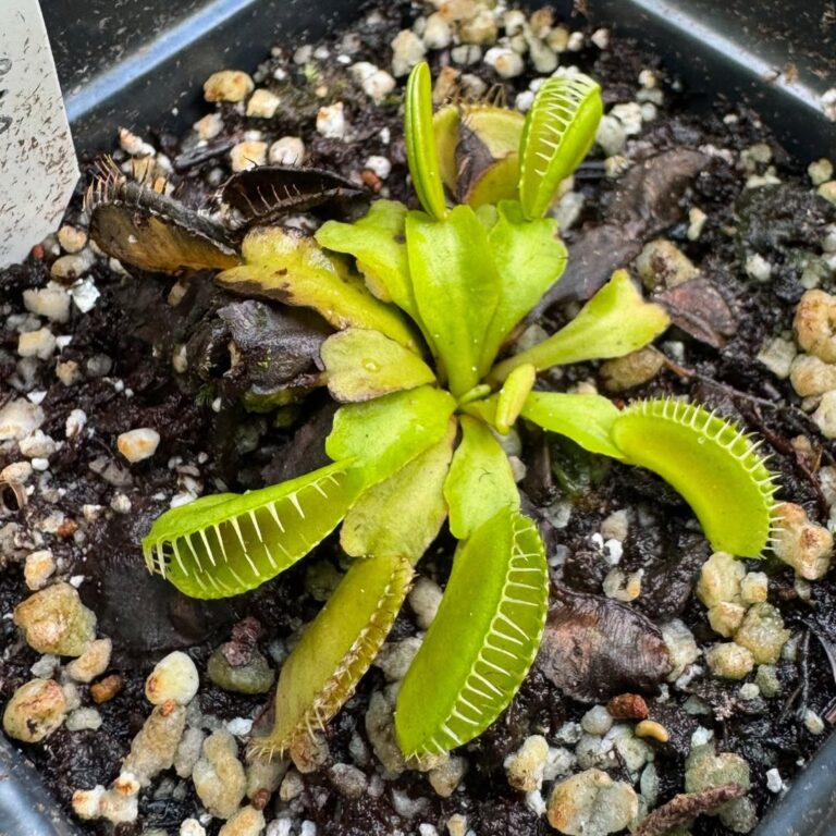 33 Amazing Venus Flytrap Varieties and How to Care for Them ...