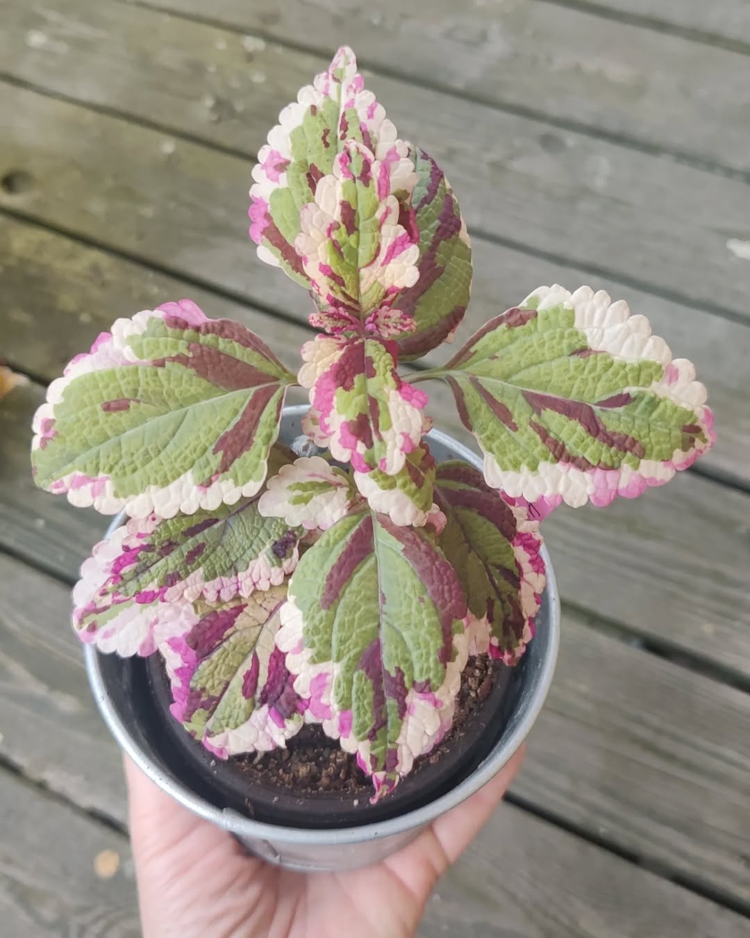 30 Best Indoor Coleus Varieties With Names and Pictures | Houseplant Alley