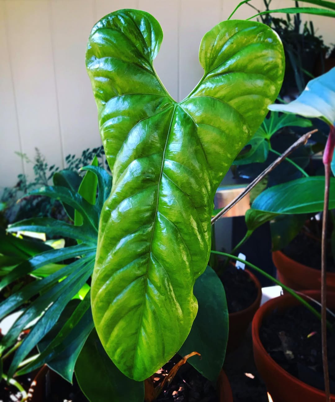 61 Anthurium Plants Varieties for Your Home | Houseplant Alley