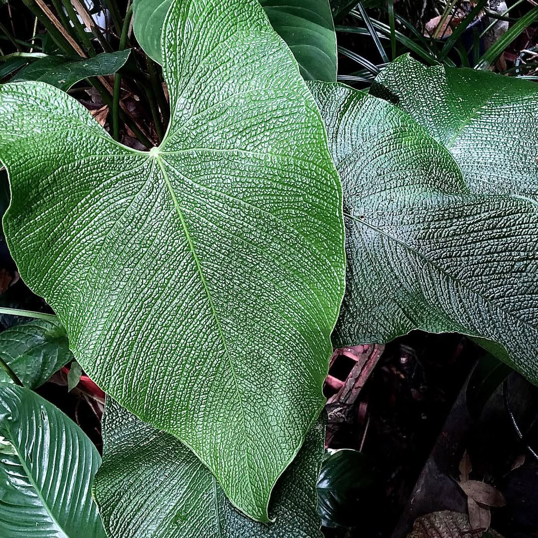61 Anthurium Plants Varieties for Your Home | Houseplant Alley