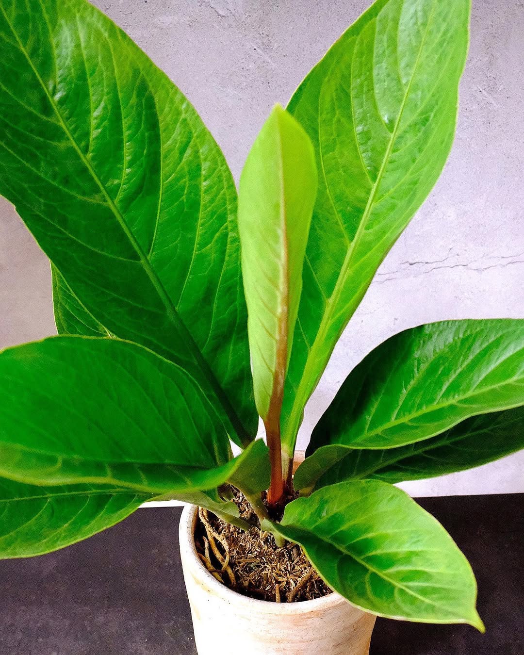 61 Anthurium Plants Varieties for Your Home | Houseplant Alley