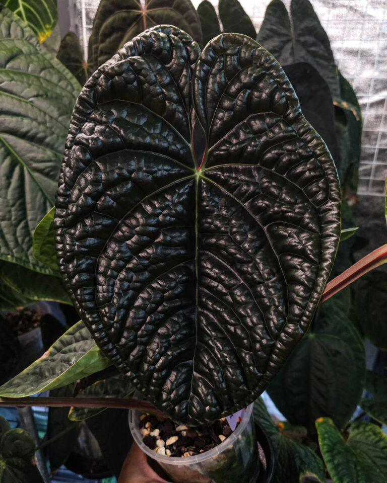 61 Anthurium Plants Varieties for Your Home | Houseplant Alley