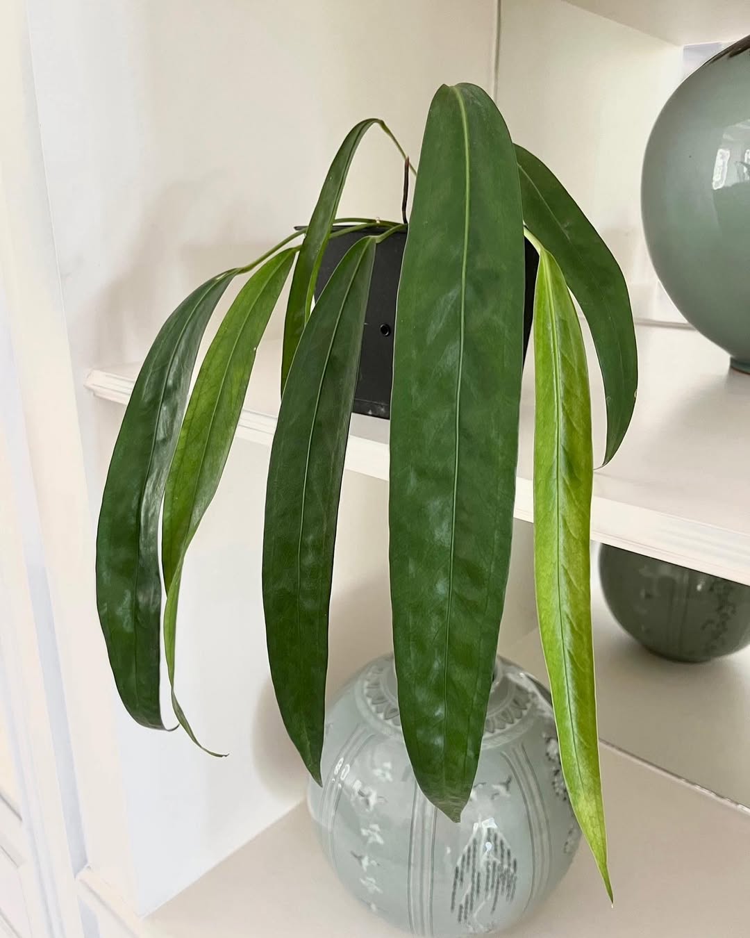 61 Anthurium Plants Varieties for Your Home | Houseplant Alley