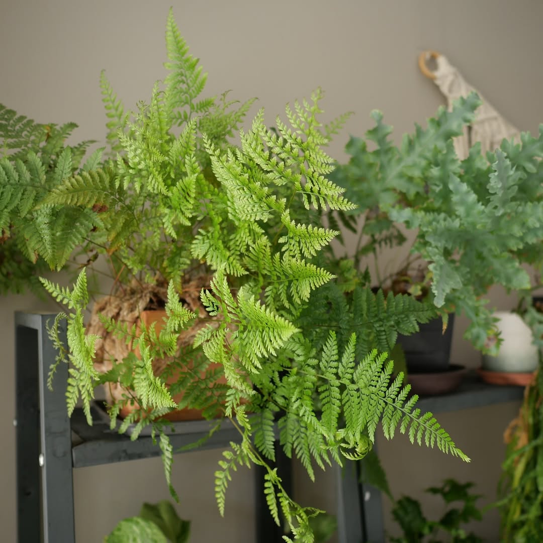 15 Best Types of Indoor Ferns for Every Home | Houseplant Alley