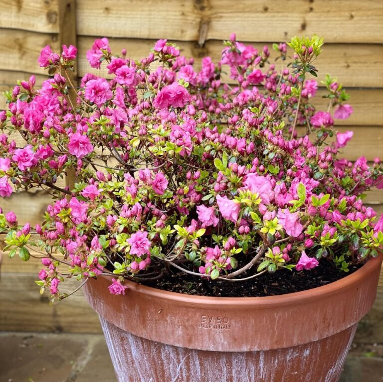 15 Best Shrubs for Indoor Growing | Houseplant Alley