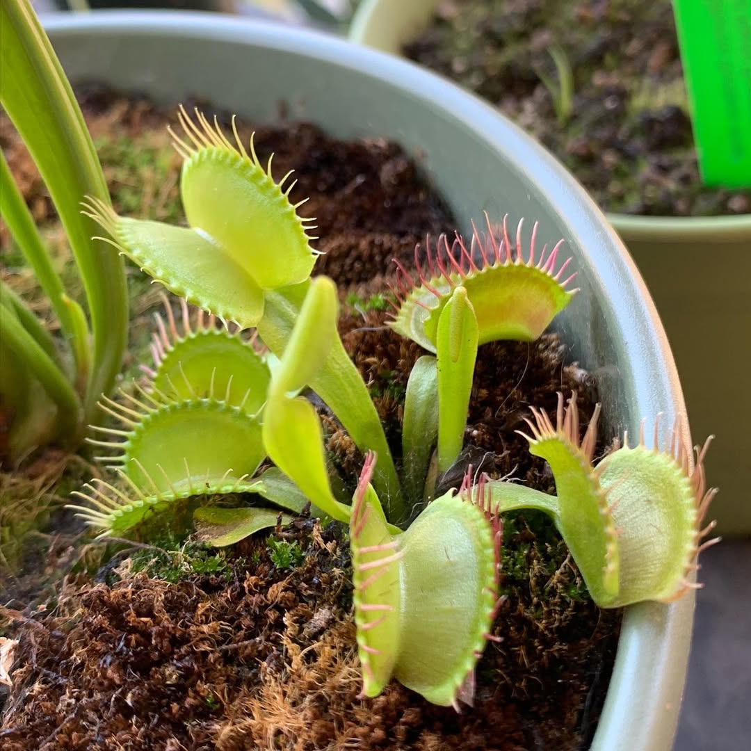 33 Amazing Venus Flytrap Varieties and How to Care for Them | Houseplant Alley