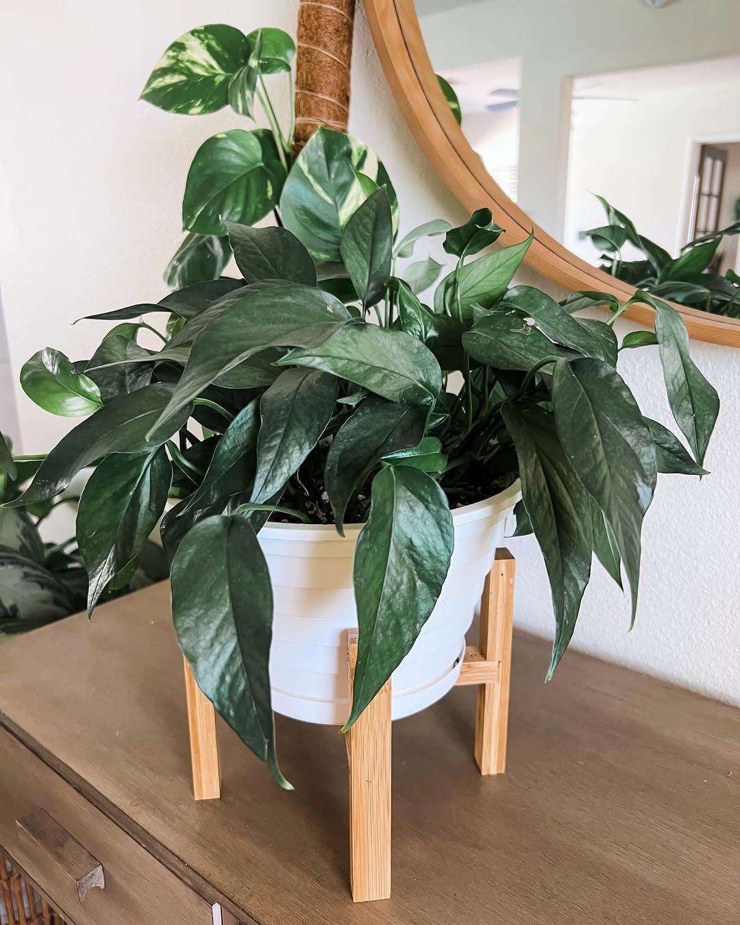 15 Best Types of Pothos to Grow Indoors | Houseplant Alley