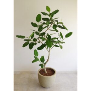 15 Top Ficus Tree Varieties for Your Home | Houseplant Alley
