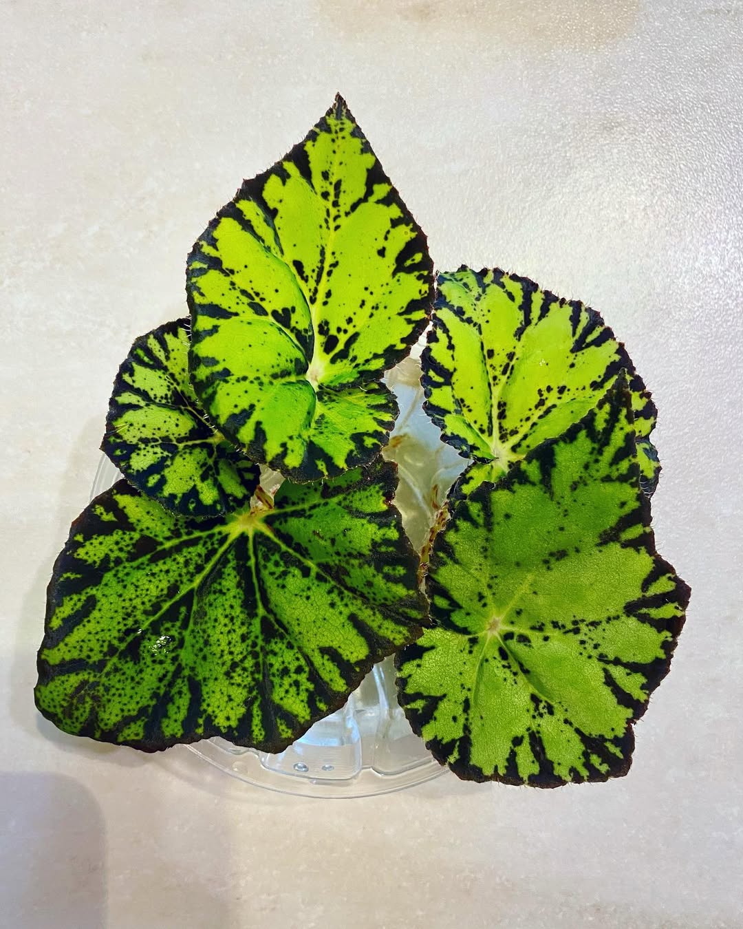 15 Begonias With Stunning Leaves You'll Love | Houseplant Alley