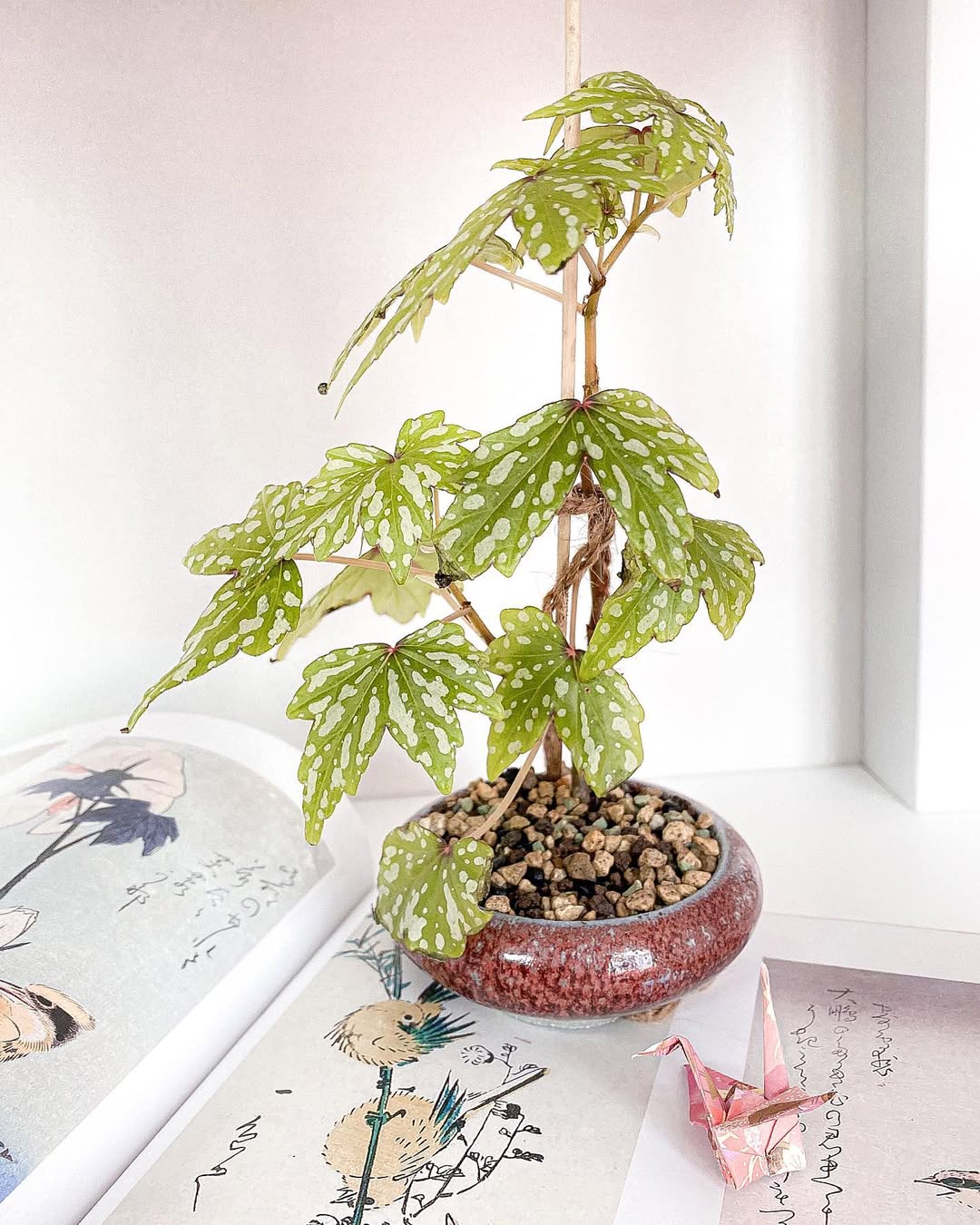 15 Begonias With Stunning Leaves You'll Love | Houseplant Alley