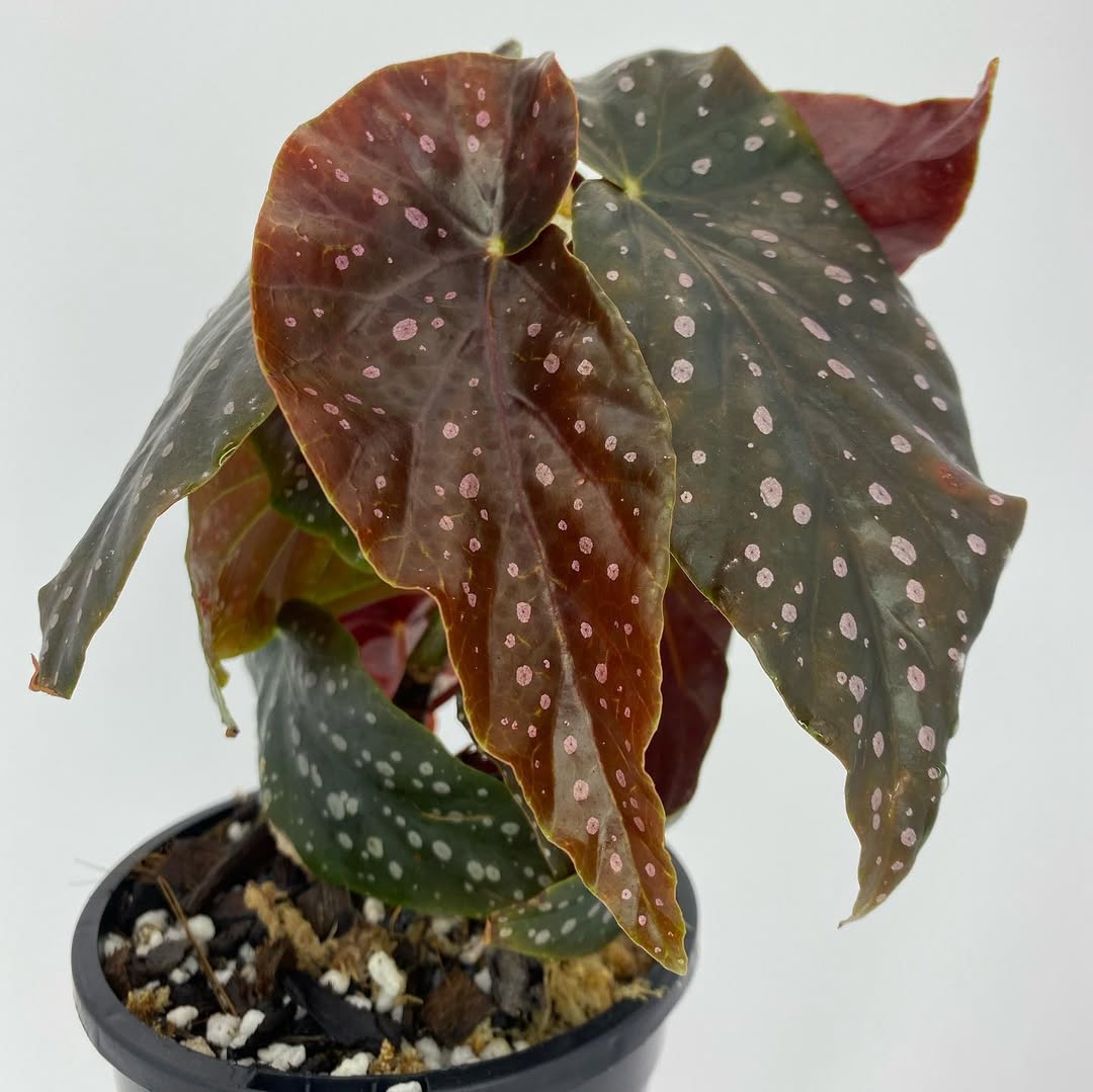 20 Stunning Cane Begonia Varieties You'll Love | Houseplant Alley