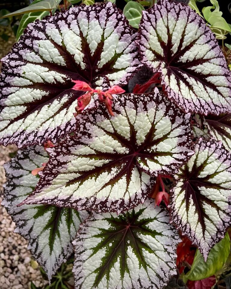 15 Begonias With Stunning Leaves You'll Love | Houseplant Alley