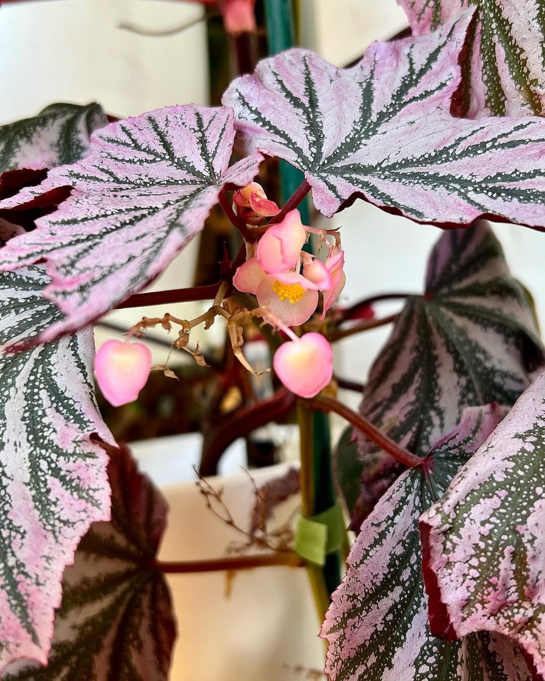 15 Beautiful Begonia Varieties That Bloom Indoors | Houseplant Alley