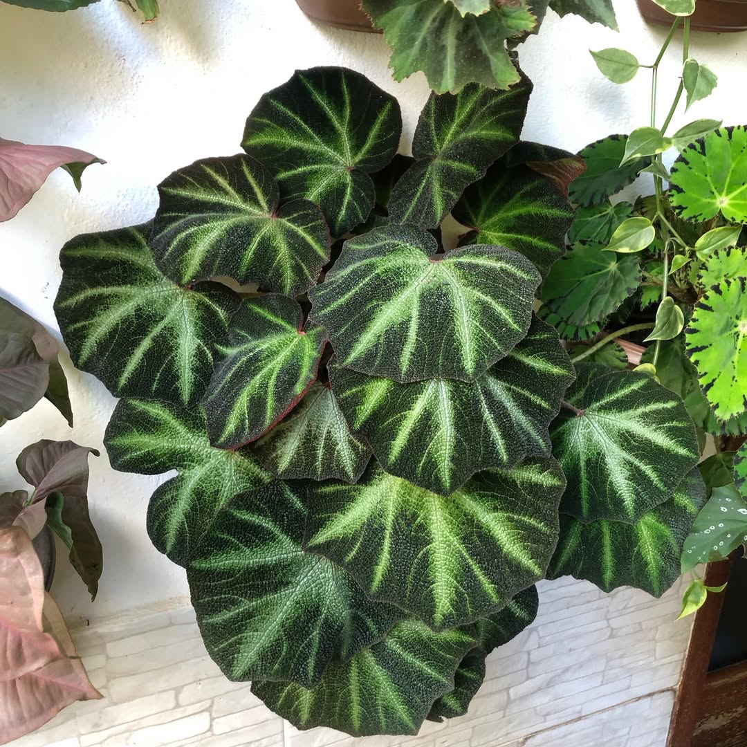 15 Begonias With Stunning Leaves You'll Love | Houseplant Alley