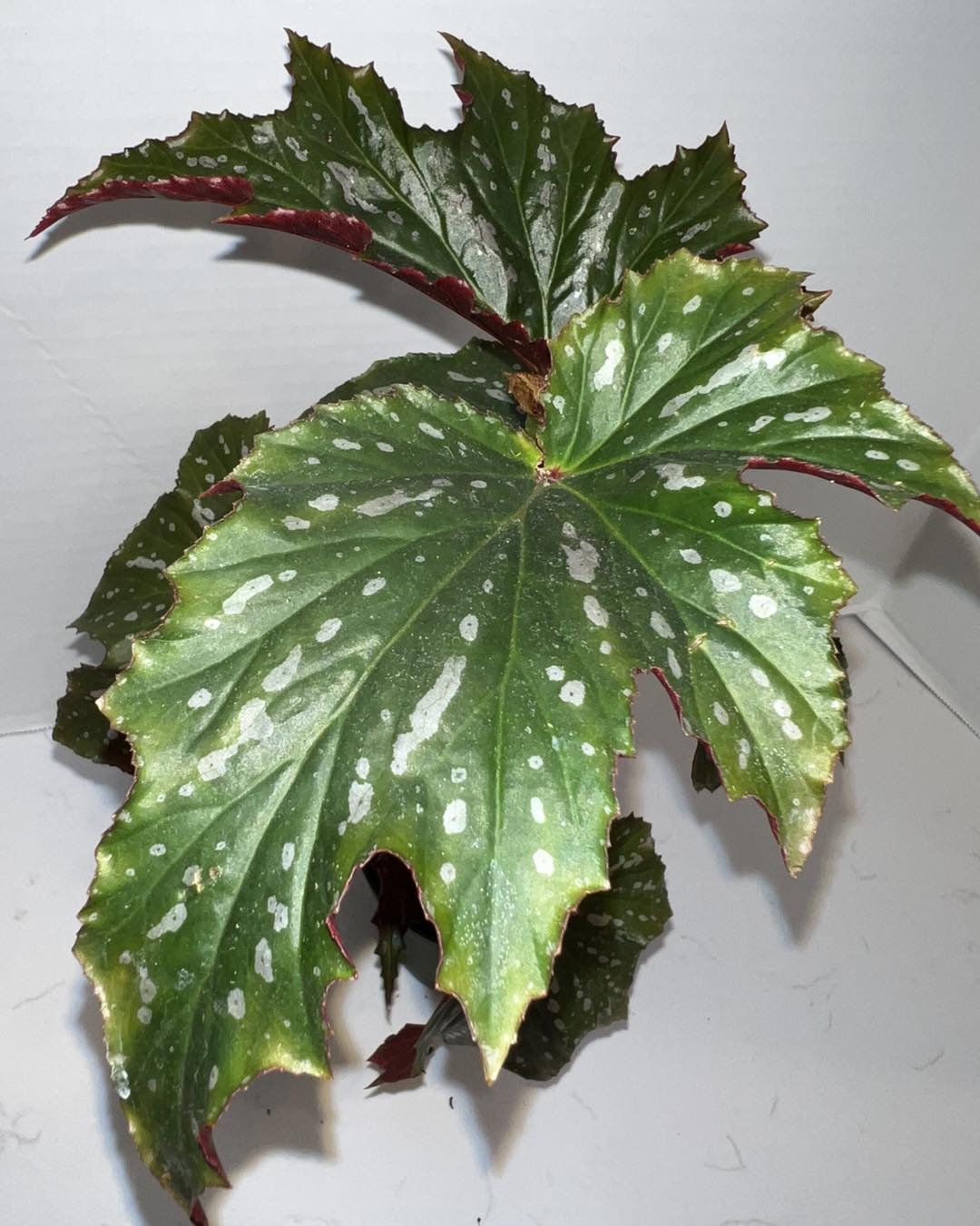 20 Stunning Cane Begonia Varieties You'll Love | Houseplant Alley