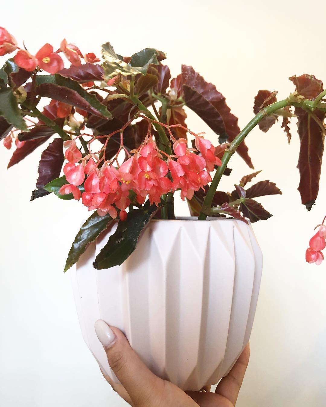20 Stunning Cane Begonia Varieties You'll Love | Houseplant Alley