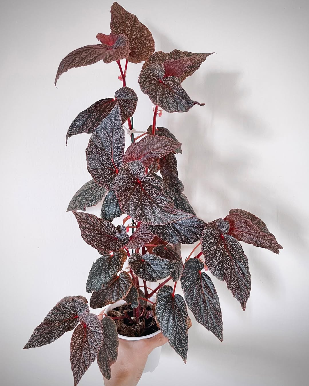 20 Stunning Cane Begonia Varieties You'll Love | Houseplant Alley