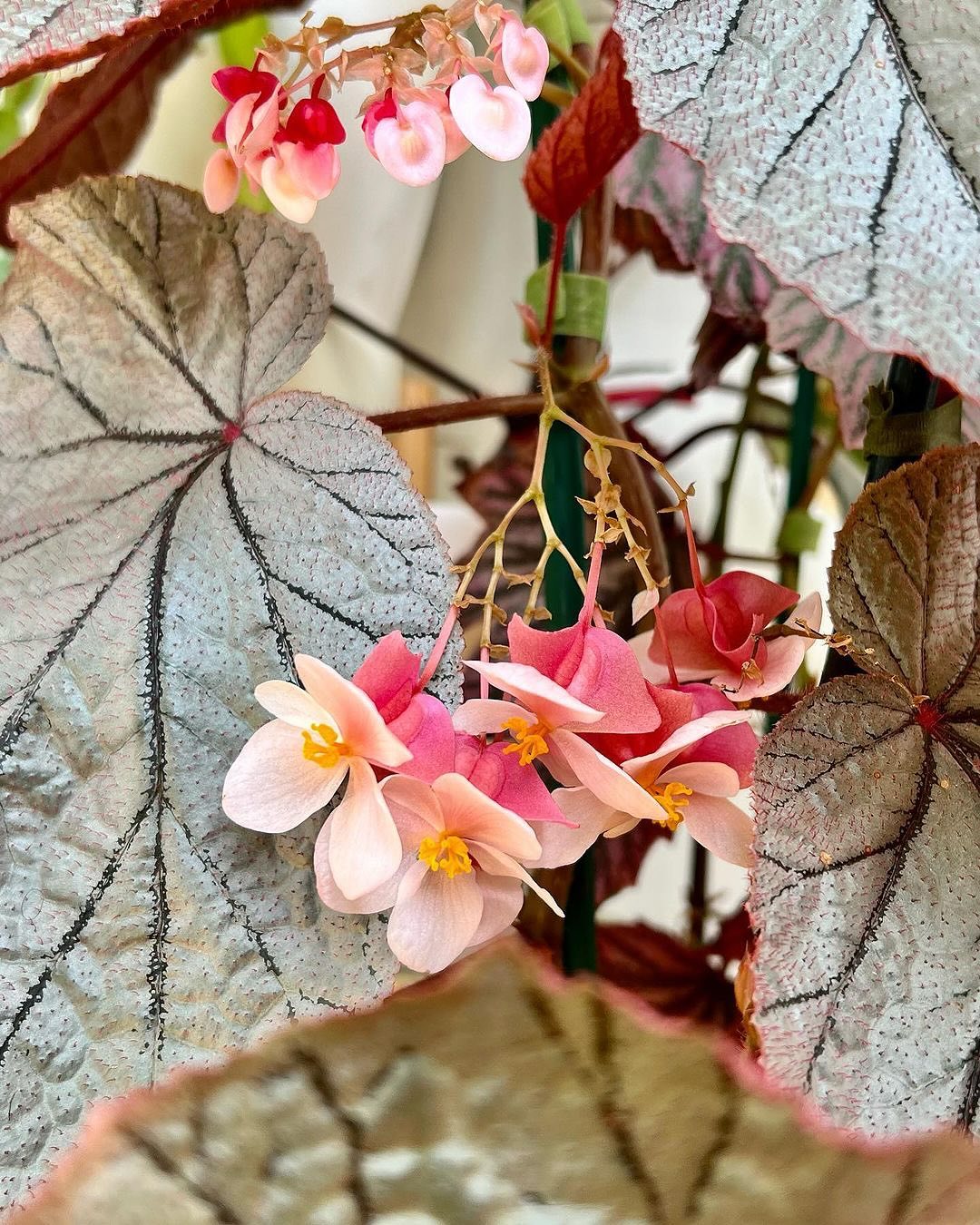 15 Beautiful Begonia Varieties That Bloom Indoors | Houseplant Alley