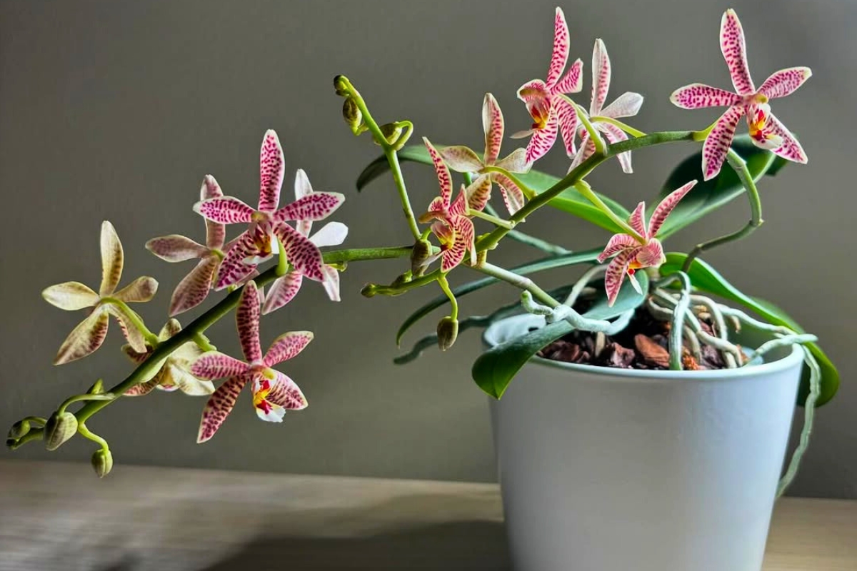 Best Potting Medium for Phalaenopsis Orchids | Houseplant Alley