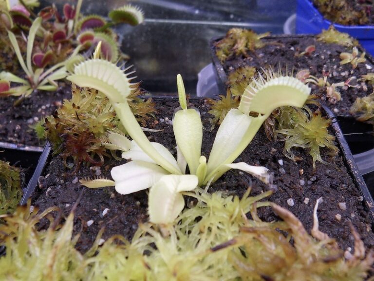 33 Amazing Venus Flytrap Varieties and How to Care for Them | Houseplant Alley