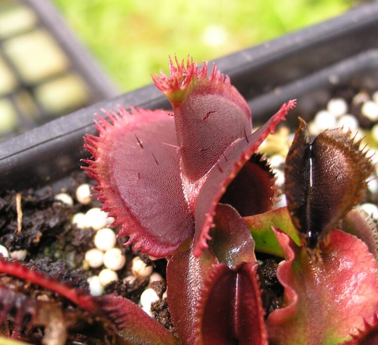 33 Amazing Venus Flytrap Varieties and How to Care for Them | Houseplant Alley