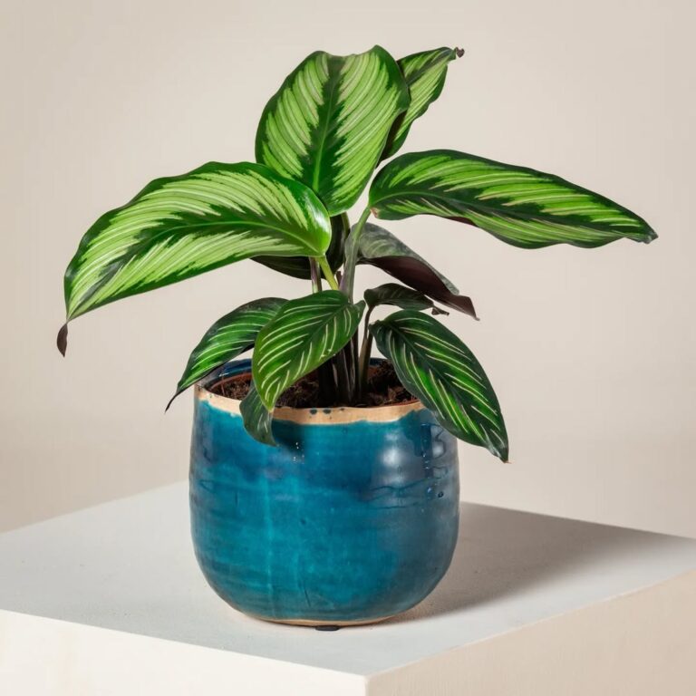 30 Calathea Plants With Eye-Catching Leaf Patterns | Houseplant Alley