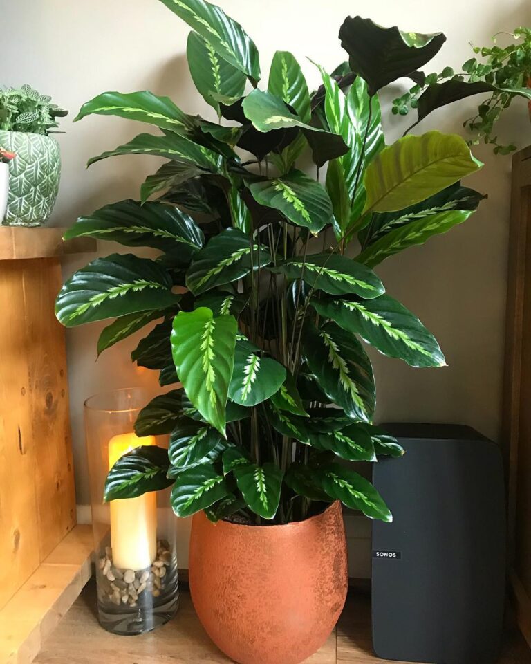 30 Calathea Plants With Eye-Catching Leaf Patterns | Houseplant Alley