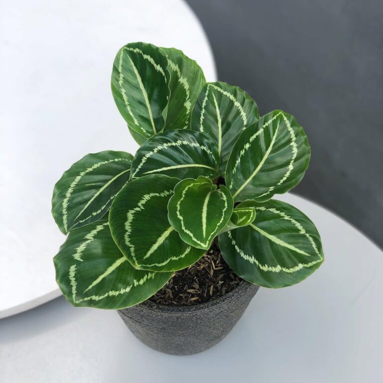 30 Calathea Plants With Eye-Catching Leaf Patterns | Houseplant Alley