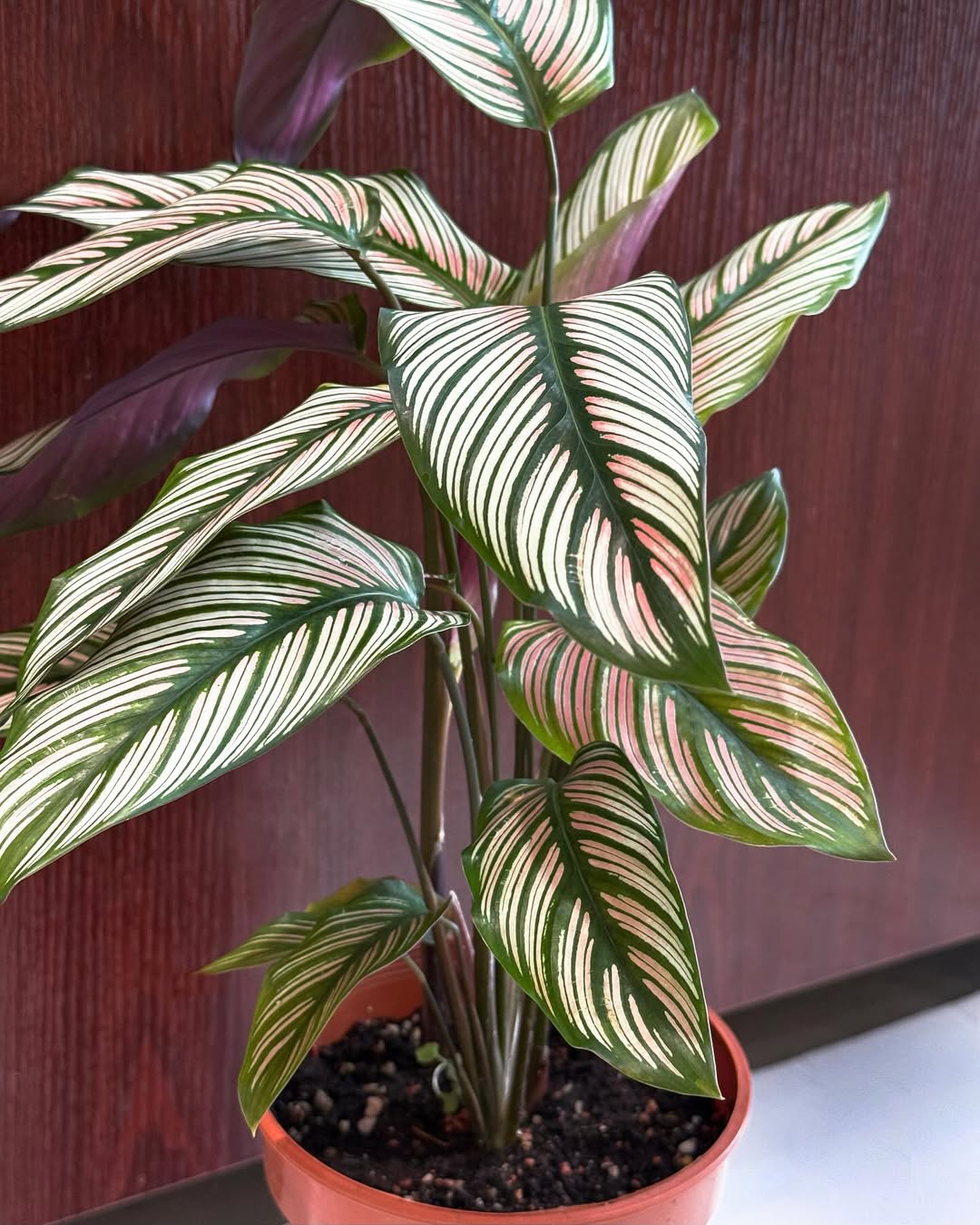 30 Calathea Plants With Eye-Catching Leaf Patterns | Houseplant Alley