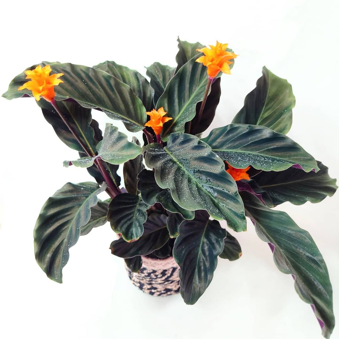 30 Calathea Plants With Eye-Catching Leaf Patterns | Houseplant Alley