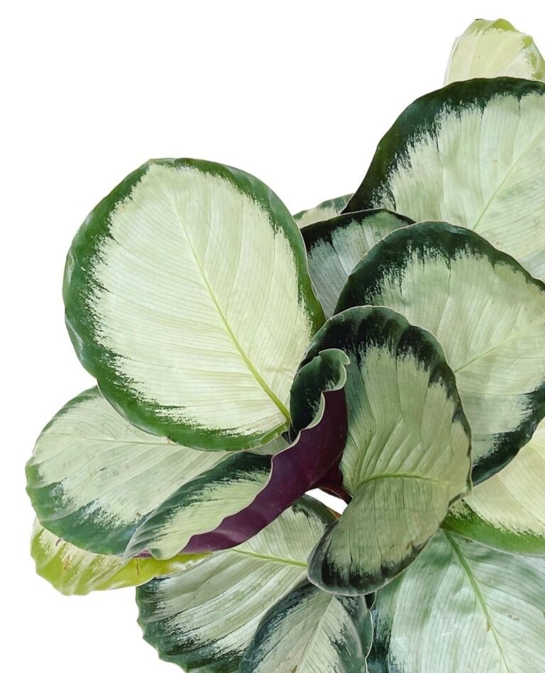 30 Calathea Plants With Eye-Catching Leaf Patterns | Houseplant Alley