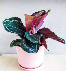 30 Calathea Plants With Eye-Catching Leaf Patterns | Houseplant Alley