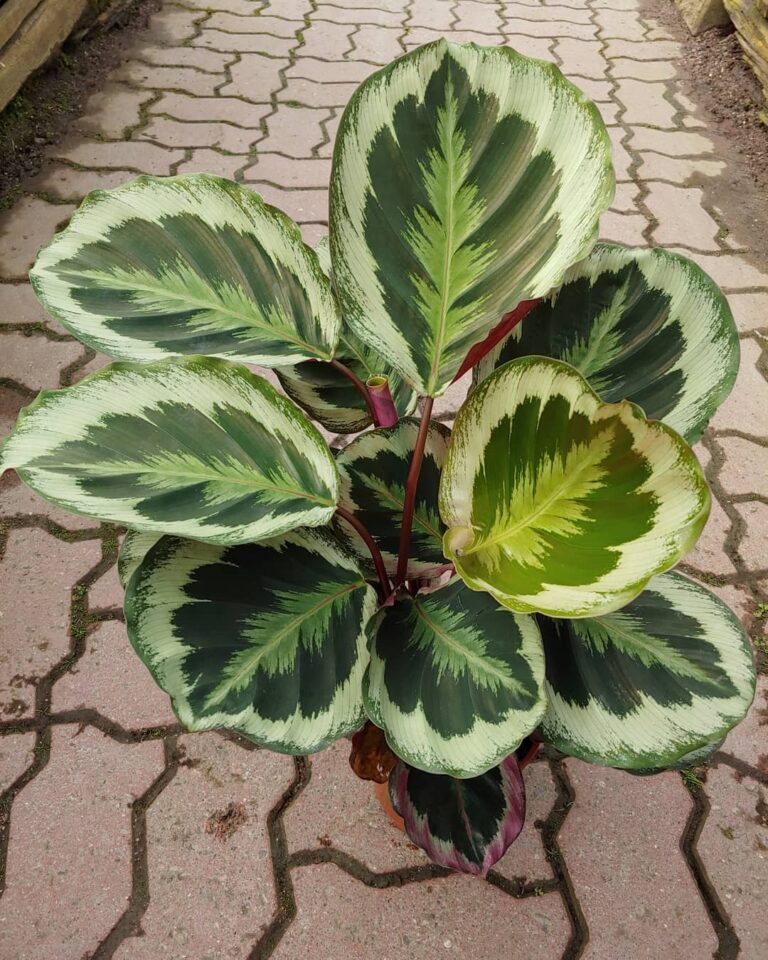 30 Calathea Plants With Eye-Catching Leaf Patterns | Houseplant Alley
